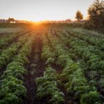 Hunter Valley: Private Day Tour from Sydney with Your Crew! - The Itinerary: What to Expect