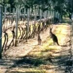 Hunter Valley wine and cheese starting from the Hunter region - What’s Included and What’s Not