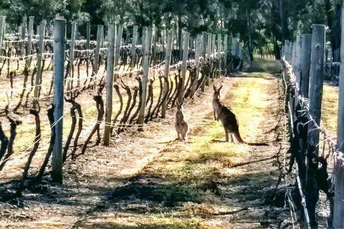 Hunter Valley wine and cheese starting from the Hunter region - What’s Included and What’s Not