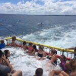 Huskisson: Dolphin Cruise & Boom Netting Experience - Why This Tour Offers Great Value