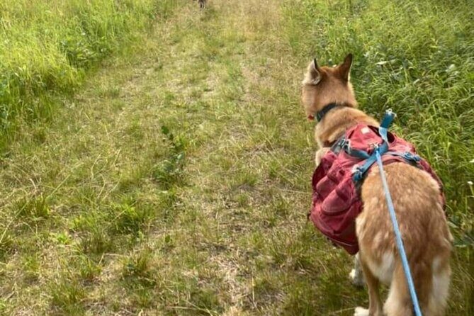 Husky Hike and Forest Adventure - Value and Practicality: Is It Worth the Cost?