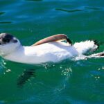 Iconic Wildlife Tour with Yellow Eyed Penguins & Royal Albatross - Final Words