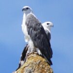 Ile Des Phoques and Maria Island Cruise and Walk Day Tour with Lunch - The Sum Up: Why You Should Book This Tour