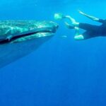 Intimate Eco-Friendly Whale Shark Encounter - Premium Service - Intimacy and Personal Attention