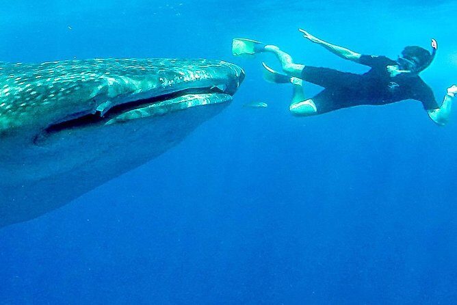 Intimate Eco-Friendly Whale Shark Encounter - Premium Service - Intimacy and Personal Attention