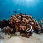 Introductory Dive in Bora Bora (afternoon) - The Itinerary Breakdown