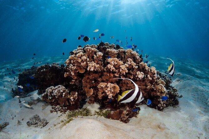 Introductory Dive in Bora Bora (afternoon) - The Itinerary Breakdown