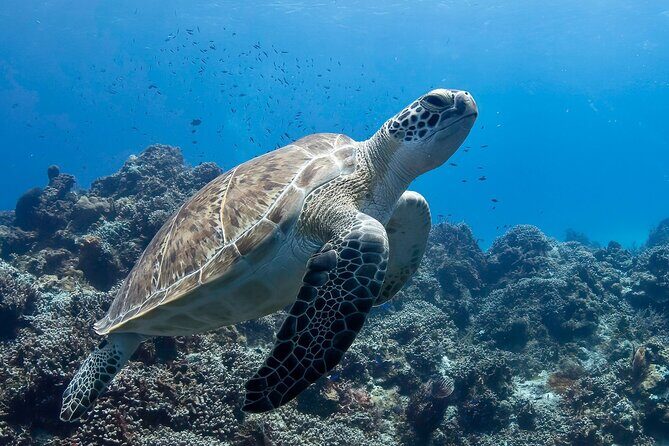 Introductory Diving Class in the Cozumel Reefs - What to Expect: A Step-by-Step Breakdown