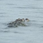 Isla Blanca wildlife expedition private bike & boat tour cancun mexico - Practical Details and Tips