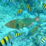 Isla Mujeres Basic Tour in Catamaran with Snorkel and Open Bar - The Catamaran Experience