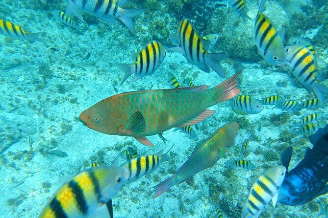 Isla Mujeres Basic Tour in Catamaran with Snorkel and Open Bar - The Catamaran Experience