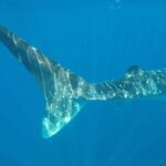 Isla Mujeres Deluxe (boat, Snorkeling, Free Time At Isla Mujeres Downtown-food) - Who Would Love This Tour?