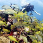Isla Mujeres: PADI Open Water Diver Course - The Course Itinerary and What to Expect