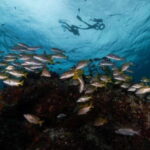 Isla Mujeres: Snorkel Tour at Musa and Manchones Reef - Practical Details