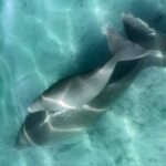 Island Life Adventures | A Day at Dirk - Practical Details: What You Need to Know