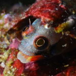 Ixtapa: Nighttime Underwater Exploration at Piedra Solitaria - What Makes This Tour Special?