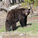 Jackson Hole 2-Day Private Safari: Yellowstone Loops Tour - What Sets This Tour Apart