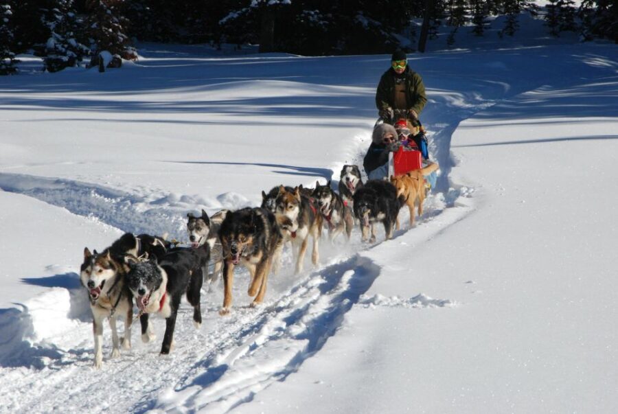 Jackson Hole: Dogsledding Tour with Hot Chocolate - An Authentic Winter Experience with Breathtaking Views