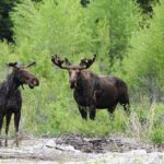 Jackson Hole: Snake River Scenic Float Tour with Chairs - Who Is This Tour Best For?