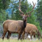 Jasper Evening Wildlife Tour - FAQs