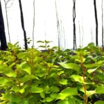 Jasper: Guided Wildfire Hike with Lunch - The Hike Itself — What to Expect