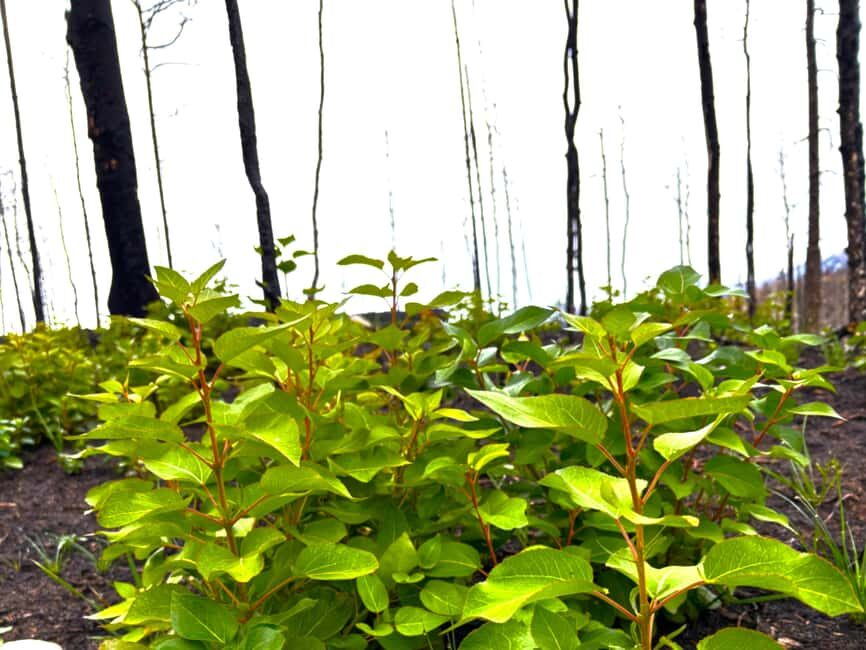 Jasper: Guided Wildfire Hike with Lunch - The Hike Itself — What to Expect