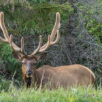 Jasper National Park: Evening or Morning Wildlife Watch Tour - The Guides: Knowledge and Enthusiasm
