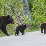 Jasper Wildlife and Waterfalls Tour with Maligne Lake Hike - Practical Tips for Travelers