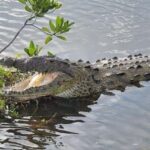 Jeep Tour to Punta Sur Eco Beach Park with Lunch - Why This Tour Offers Great Value