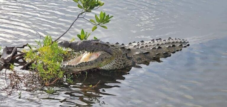 Jeep Tour to Punta Sur Eco Beach Park with Lunch - Why This Tour Offers Great Value