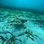 Jervis Bay: Guided Snorkelling Tour with expert guide - Itinerary Breakdown: Making the Most of Your 3-Hour Tour
