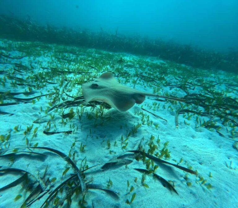 Jervis Bay: Guided Snorkelling Tour with expert guide - Itinerary Breakdown: Making the Most of Your 3-Hour Tour