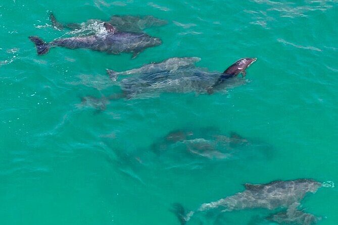 Jet Ski Dolphin Tour from Gilligans Watersports - Who Will Love This Tour?