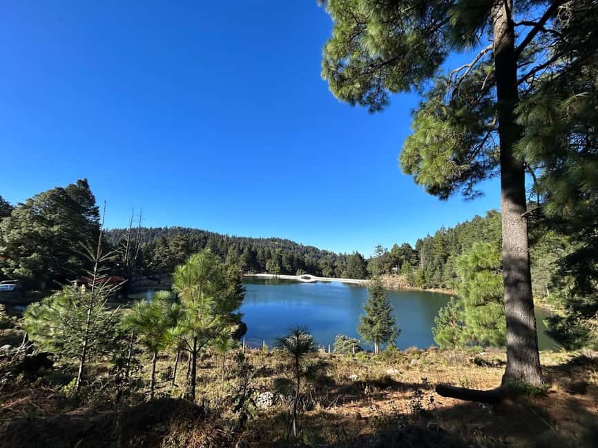 Jilotzingo: Forest Bathing and Temazcal Healing Experience - A Deeper Look at the Experience