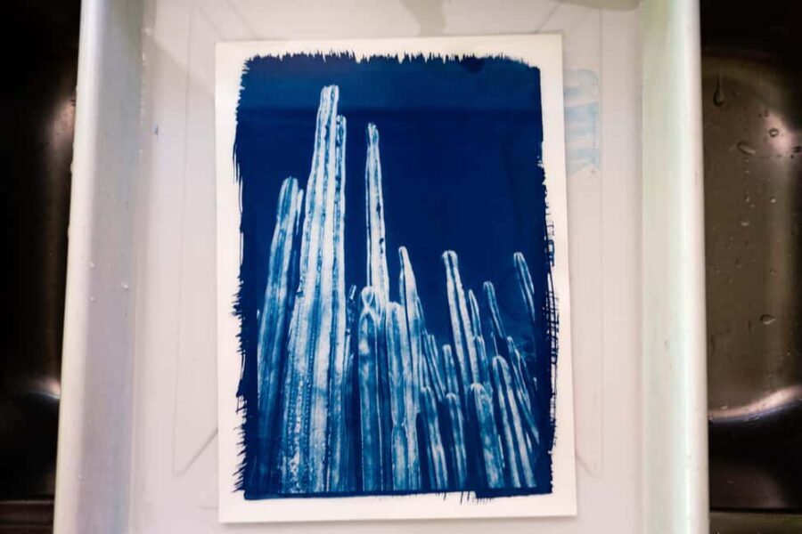 Joshua Tree: Cyanotype Sunprint Workshop - FAQs