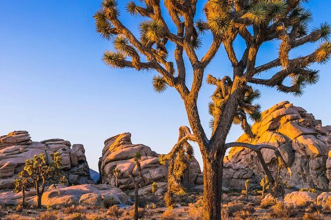 Joshua Tree National Park and Pioneertown Tour - Pioneertown: The Old West in Real Life
