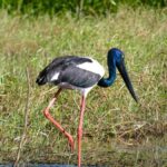 Jumping Crocodile Cruise from Darwin Half-Day Scenic Trip - The Itinerary Breakdown