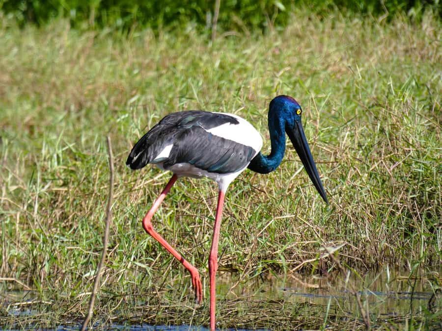 Jumping Crocodile Cruise from Darwin Half-Day Scenic Trip - The Itinerary Breakdown