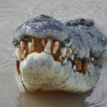Jumping Crocodile Cruise with lunch - The Experience: Practical Details