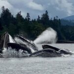 Juneau: 3-hour jet ski glacier view and whale watch - The thrill of Glacier viewing from a jet ski