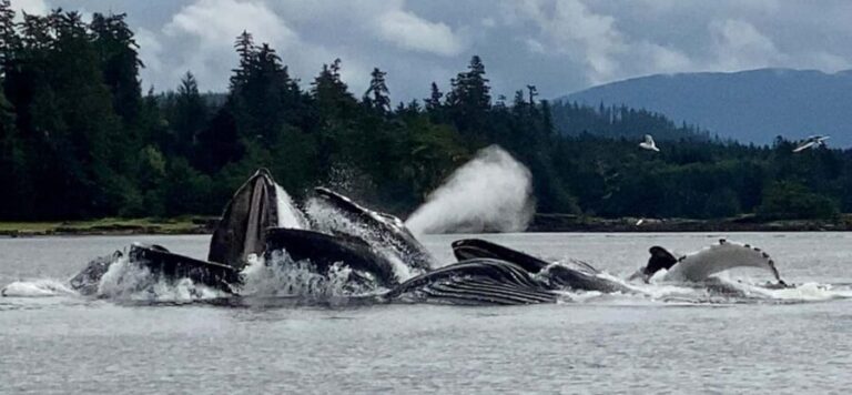 Juneau: 3-hour jet ski glacier view and whale watch