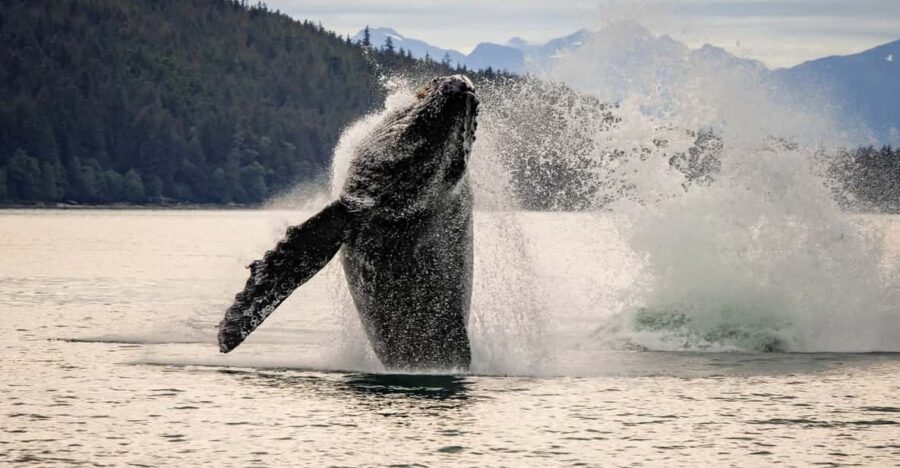Juneau: Mendenhall Glacier Waterfall & Whale Watching Tour - Whale Watching: A Natural Marine Sanctuary