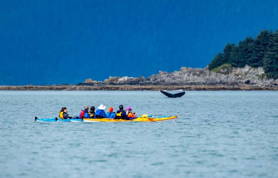 Juneau: Paddle with Whales Kayak Adventure - What to Expect: Benefits and Considerations