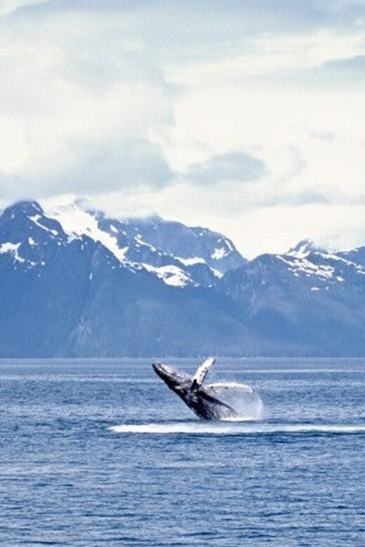Juneau: Whale Watching and Mendenhall Glacier Day Trip - Who Is This Tour Best For?