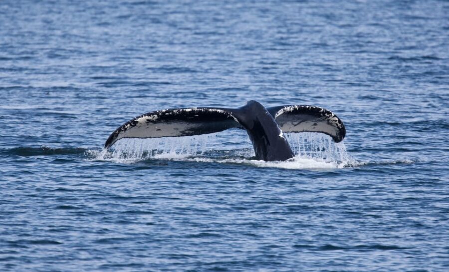Juneau: Whale Watching and Wildlife Cruise with Local Guide - The Wildlife & Scenery: Why It Matters