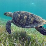 Jungle excursion EN Cancun (NO taxes included) - The Experience: What You Can Expect