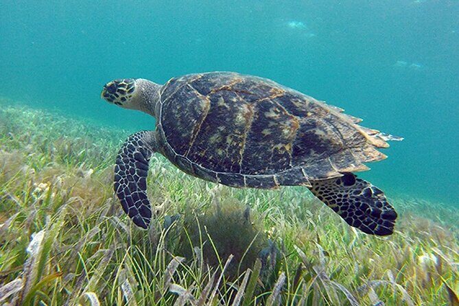 Jungle excursion EN Cancun (NO taxes included) - The Experience: What You Can Expect