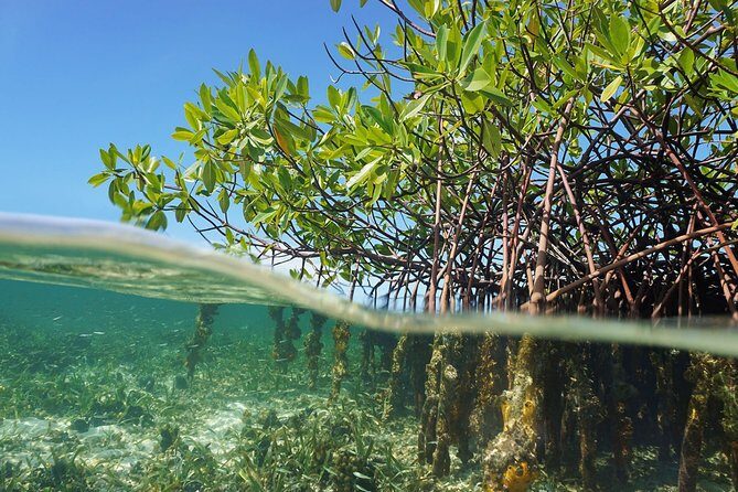 Jungle Tour - Mangroves & Snorkel (Couples) - Who Should Think Twice?