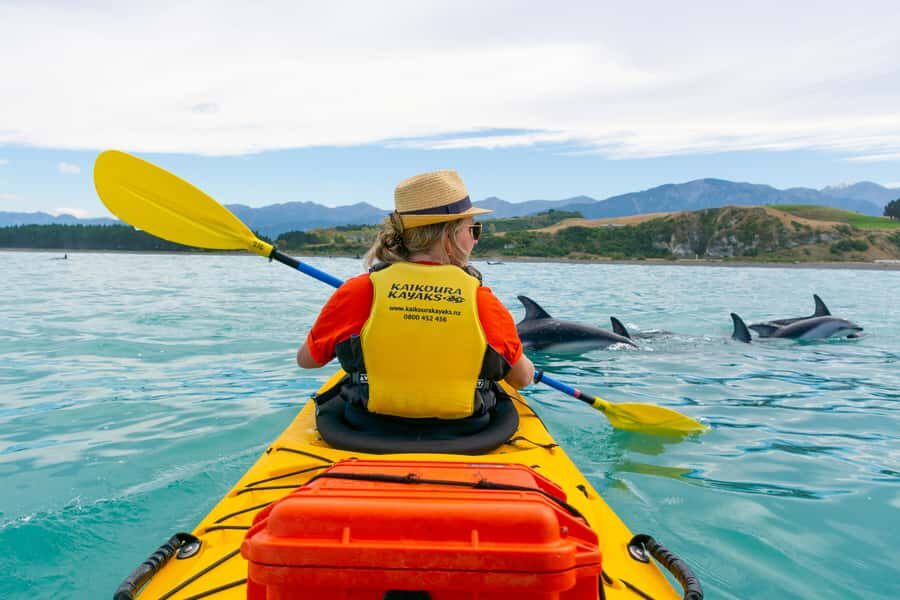 Kaikoura: Half-Day Wildlife Kayaking Tour - The Itinerary Breakdown