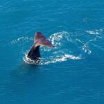 Kaikoura Helicopters Classic Whale Watch - The Experience: What You Can Expect